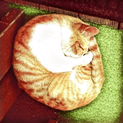 Gapeseed : 뜬금없다 - 네이버 OGQ마켓