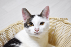 [full moon snap] 아기고양이 : 오은주936 - 네이버 OGQ마켓