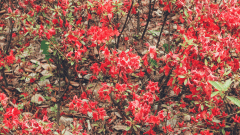 나는 봄이 싫다 : Changga - 네이버 OGQ마켓