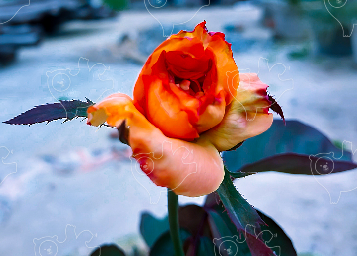 Orange Rose nature's oranges flower blue : Poulami - 네이버 OGQ마켓