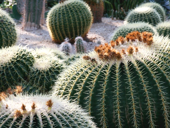 둥근 선인장 cactus : sally_ - 네이버 OGQ마켓