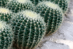 둥근 선인장 cactus : sally_ - 네이버 OGQ마켓