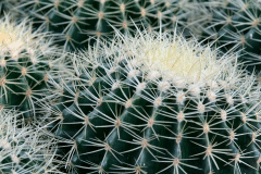 둥근 선인장 cactus : sally_ - 네이버 OGQ마켓